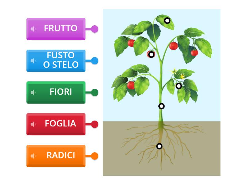 Parti della pianta: pomodoro - Labelled diagram