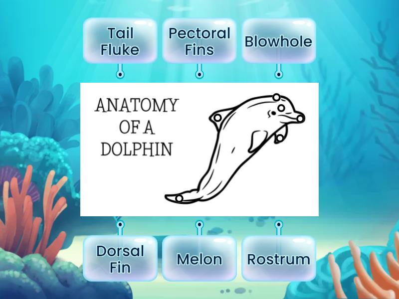 Anatomy of a Dolphin - Labelled diagram