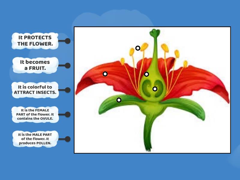Plant reproduction - Labelled diagram