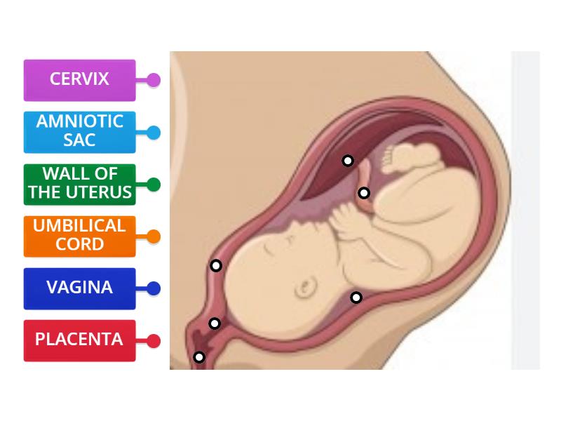 PREGNANCY ORGANS - Labelled diagram