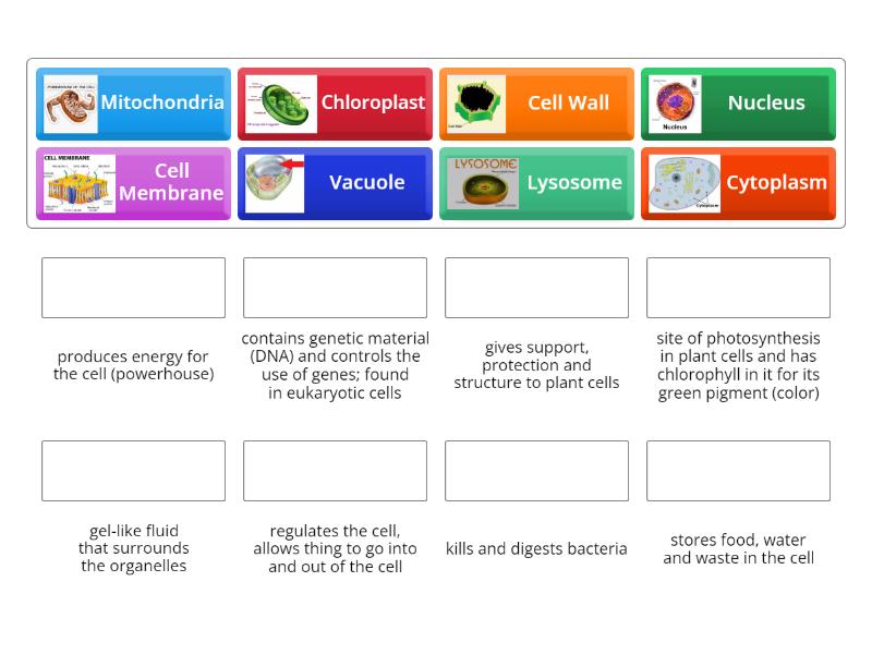 Cell Theory and Cell Structure and Function - Match up