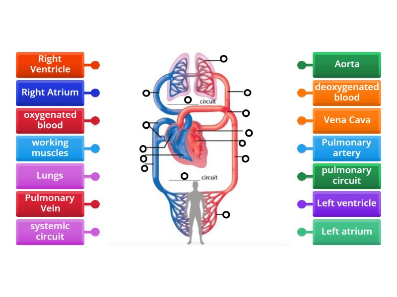 Label the Circulatory System - Labelled diagram
