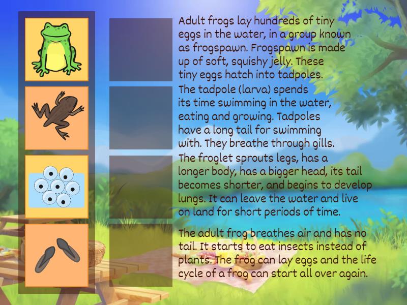 Life cycle of a frog - Match up