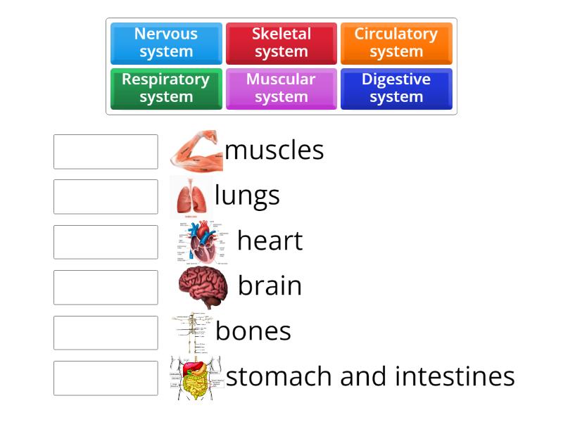 Match the body system and major organs - Match up