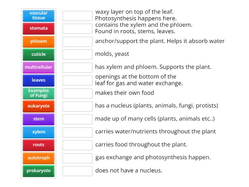 Plant and fungi vocabulary - Une las parejas