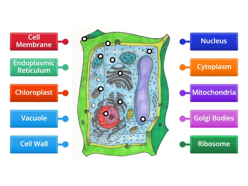 Plant Cell labelling - Labelled diagram