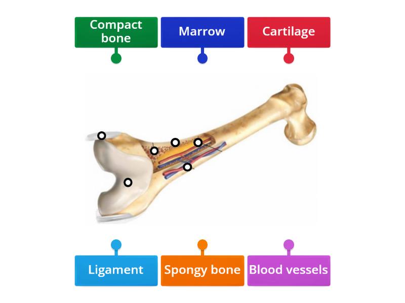 Label the Bone Game MMW - Labelled diagram