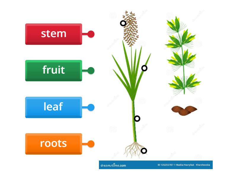 Label Sugar Cane - Labelled diagram