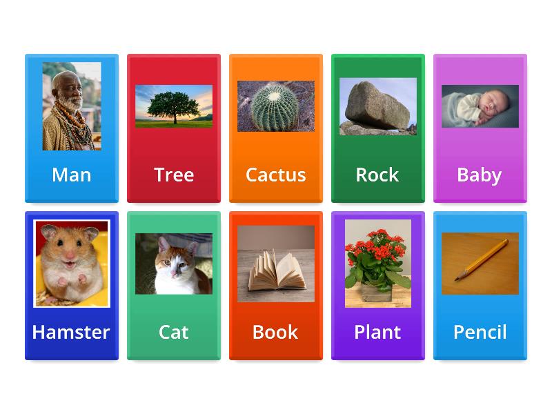 1st Grade: Living things and non-living things - Flip tiles