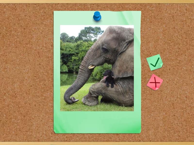 1, 2, 3 - Flash cards