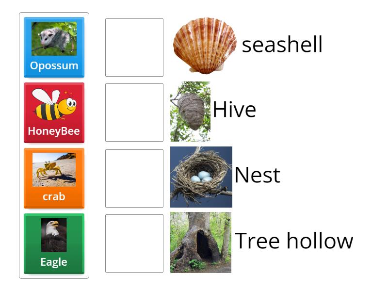 Animal homes - Match up