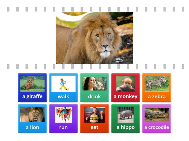 unit 8 animals - Find the match