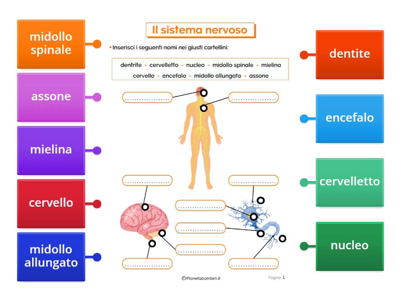 Il sistema nervoso - Labelled diagram