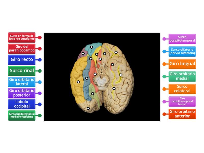 Cara ventral - Diagrama con etiquetas