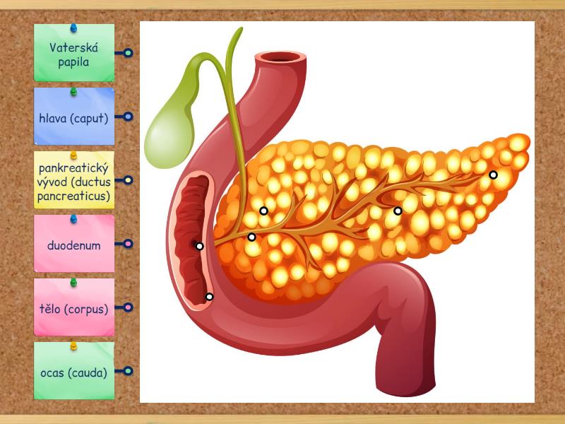 Pankreas - Labelled diagram