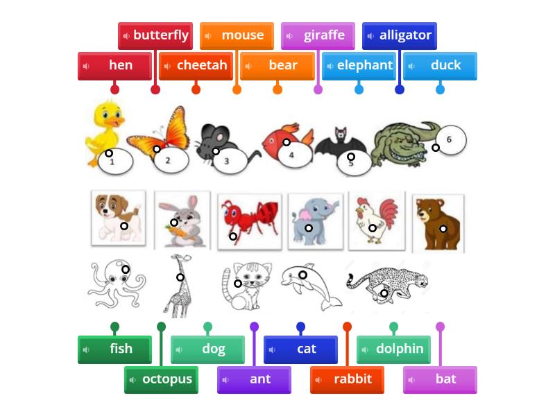 Animals - Labelled diagram