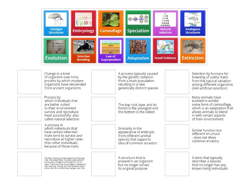 Evolution Word Wall - Match up