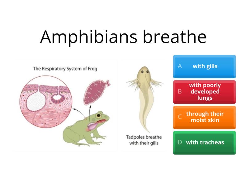 Amphibians - Quiz