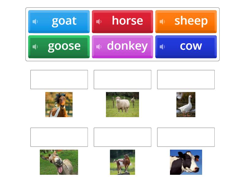 FF2 Unit 13 (Animals) - Match up