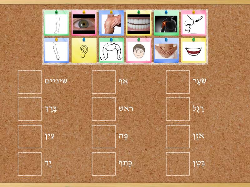Hebrew Body parts 2 - Match up