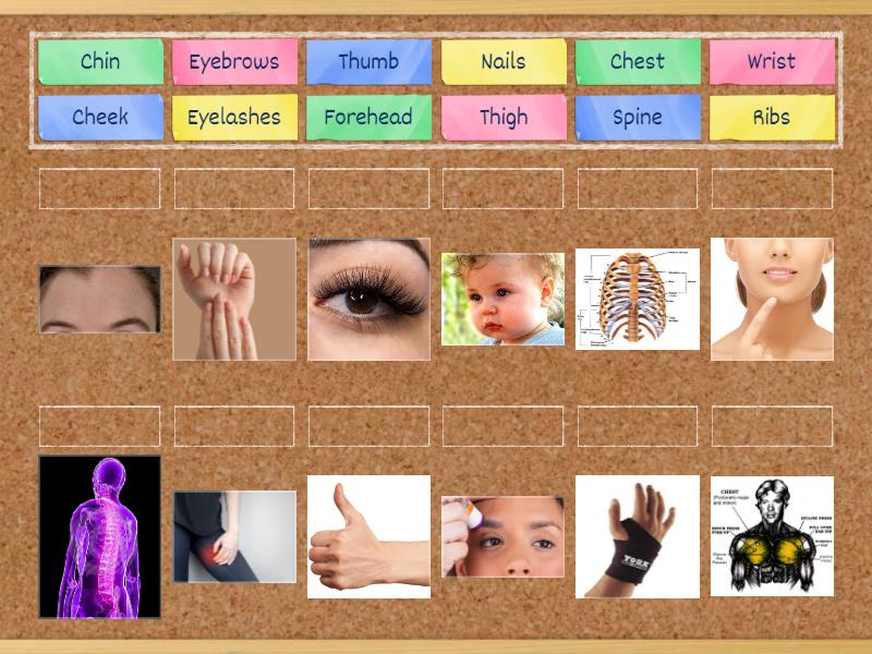 FO3 U6 Voc (body parts) - Match up