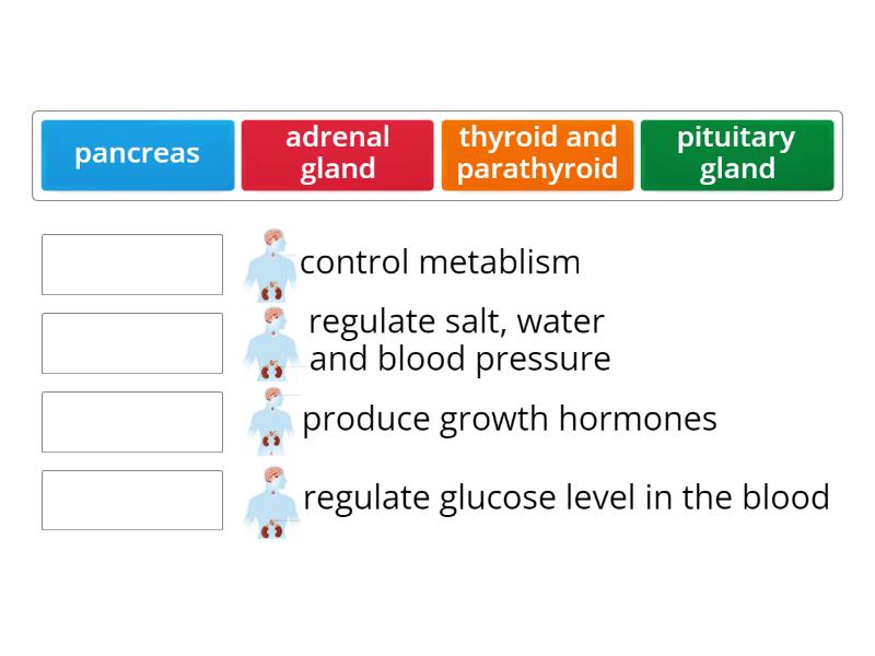Endocrine glands - Match up