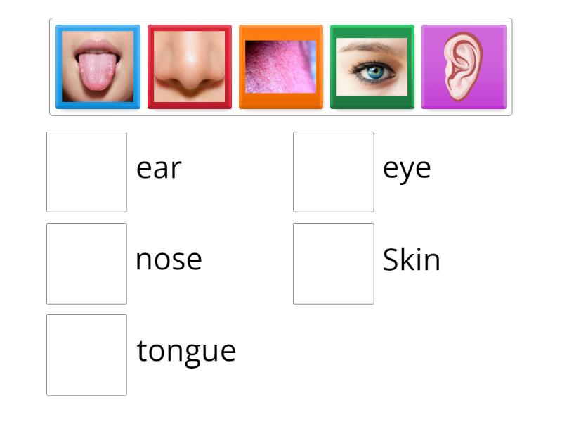 Sense organs - Match up