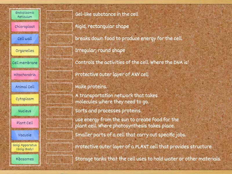Cell Organelles - Match up