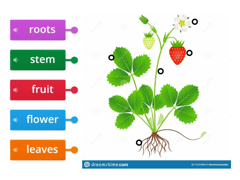 Parts of a plant nsc - Labelled diagram