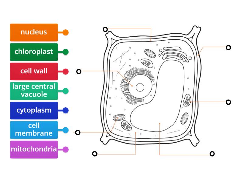 Label the Plant Cell - Labelled diagram