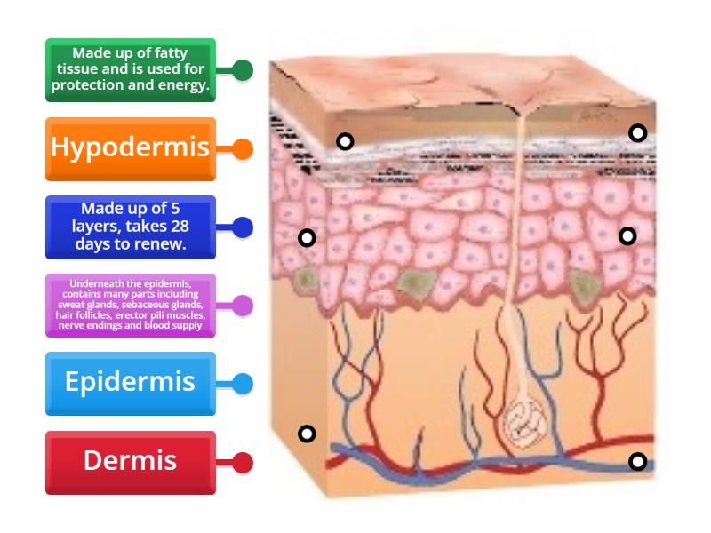 Lable Structure of Skin - Nails - Labelled diagram