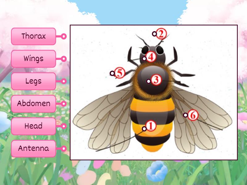 Science 3 -Insects Parts- ms Nhi - Labelled diagram