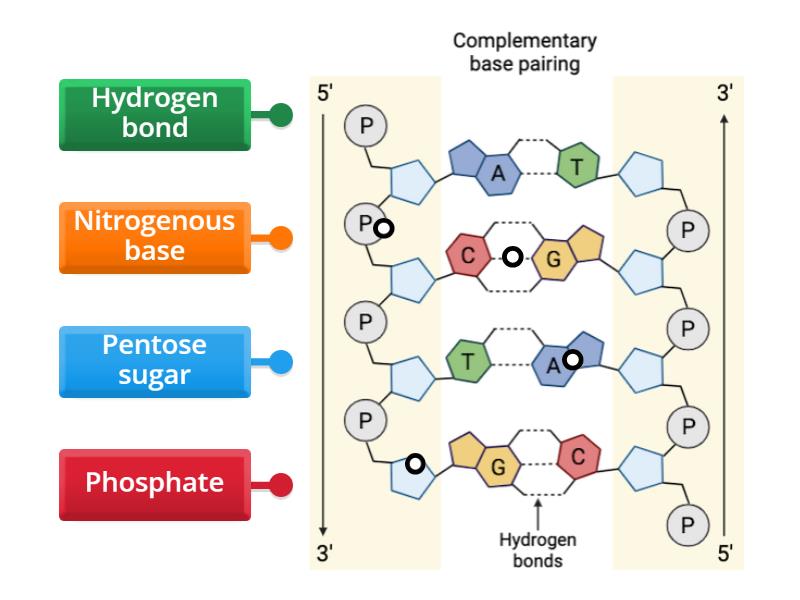 DNA - Nucleotide Structure - Labelled diagram