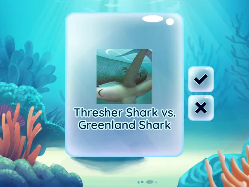 Ultimate Shark Rumble ROUND 2 winners - Flash cards