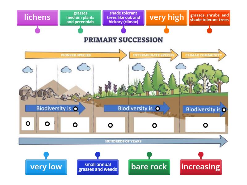 Primary Succession - Labelled diagram