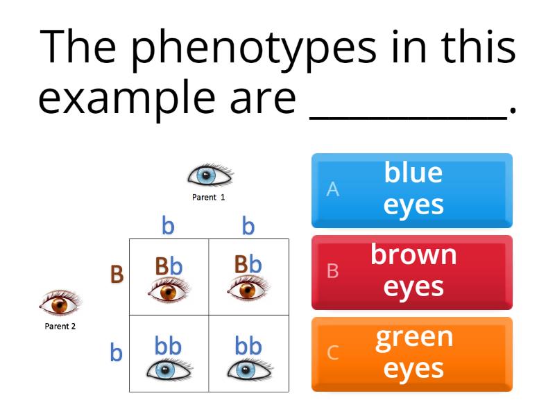 2024 Punnett Square - Quiz