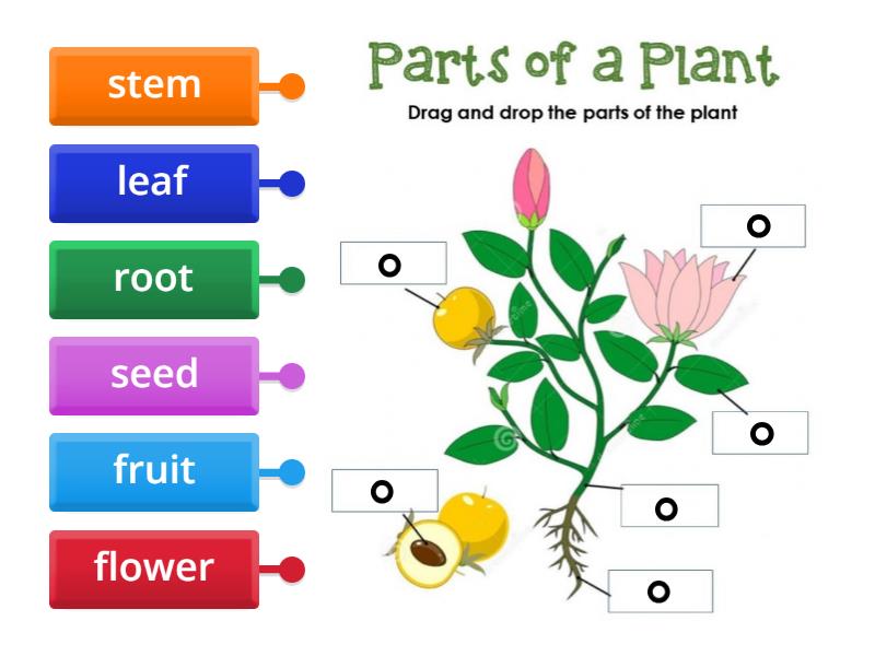 Parts of a Plant (Grade 2 Science) - Diagram berlabel