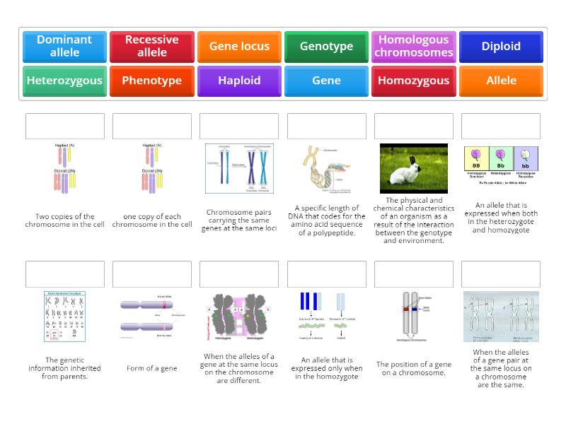 S3 Genetics - Match up