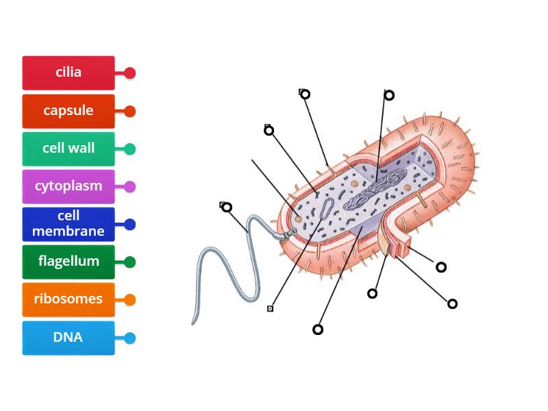 label prokaryotic cell structures - Diagrama con etiquetas
