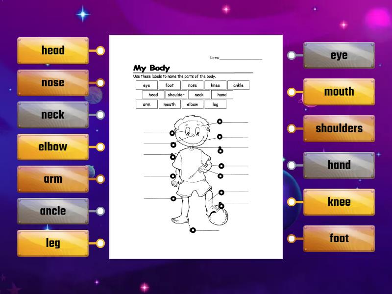 Body - Labelled diagram