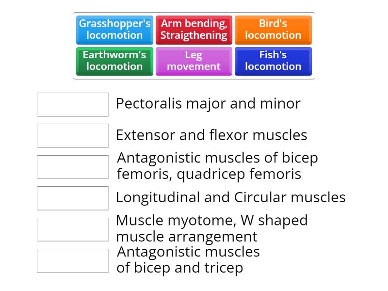 SPM Biology Chapter 14 - Muscle in Locomotion - Une las parejas