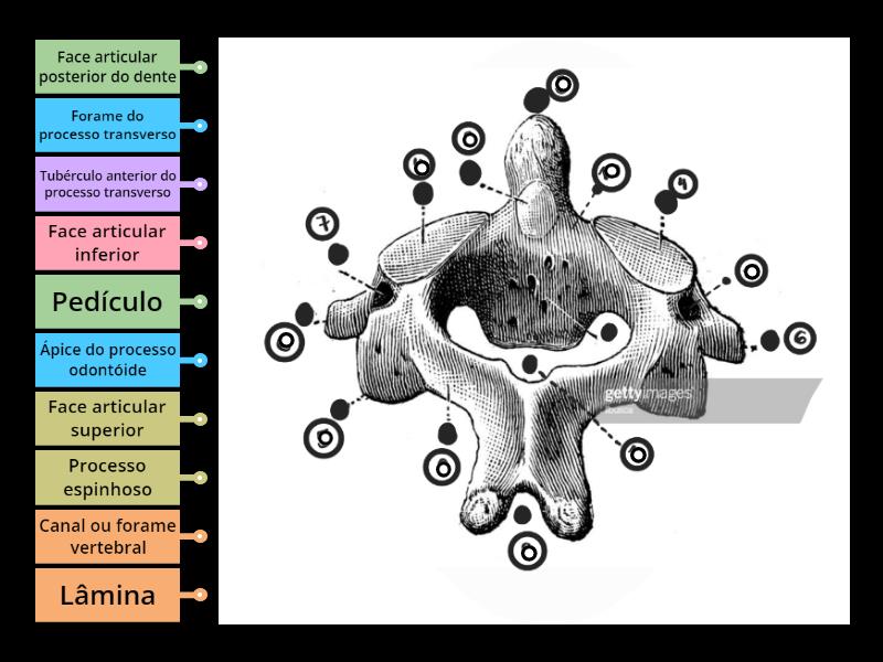 Anatomia do ÁXIS - Diagrama con etiquetas