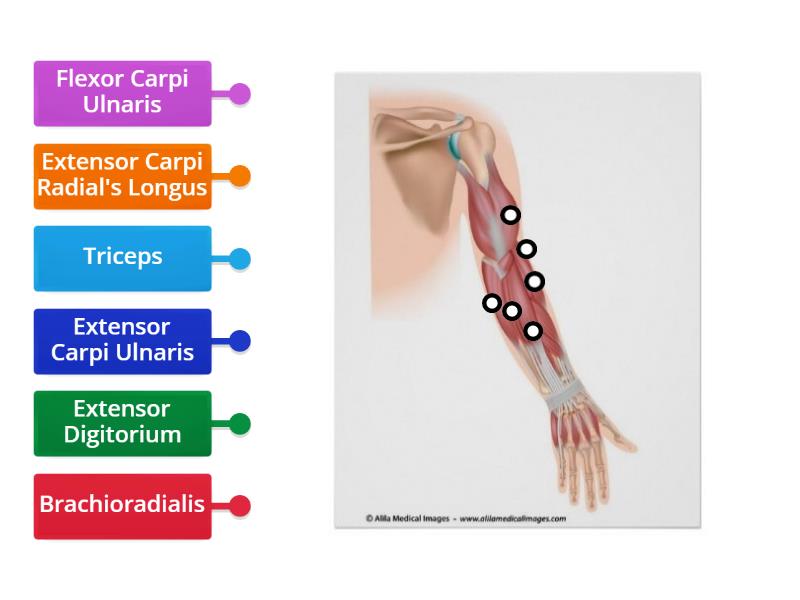 L2 Muscles of the arm - Labelled diagram