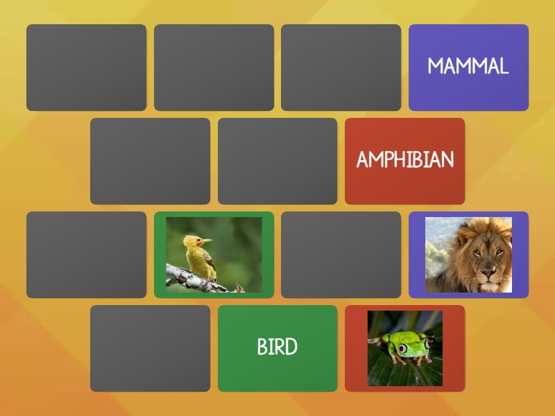 ANIMAL KINGDOM - Matching pairs