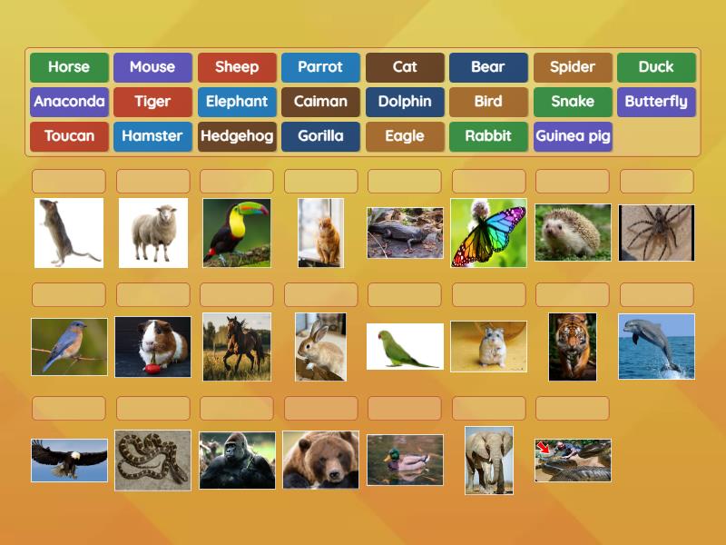 Think starter: Unit 11 : ANIMALS - Match up