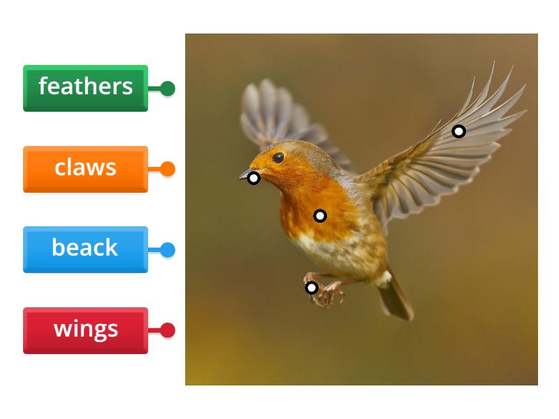 Birds characteristics - Labelled diagram