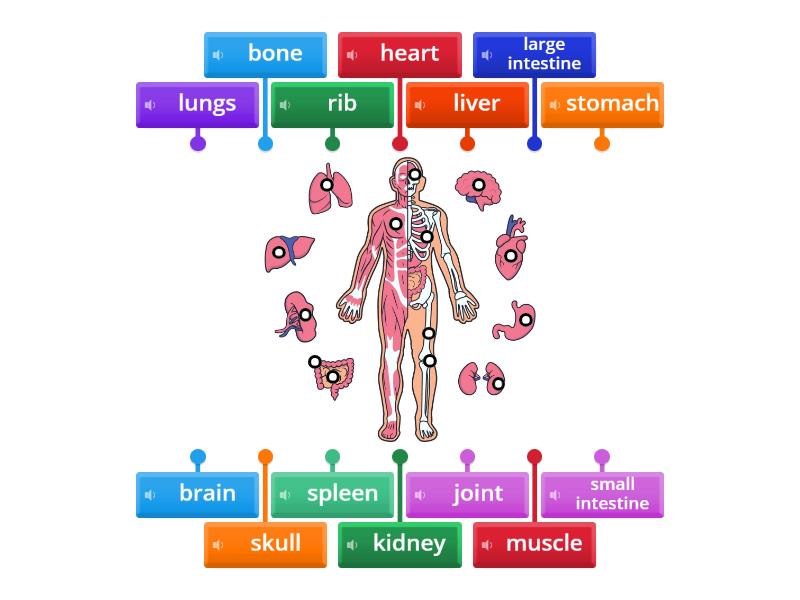 Organs - Labelled diagram