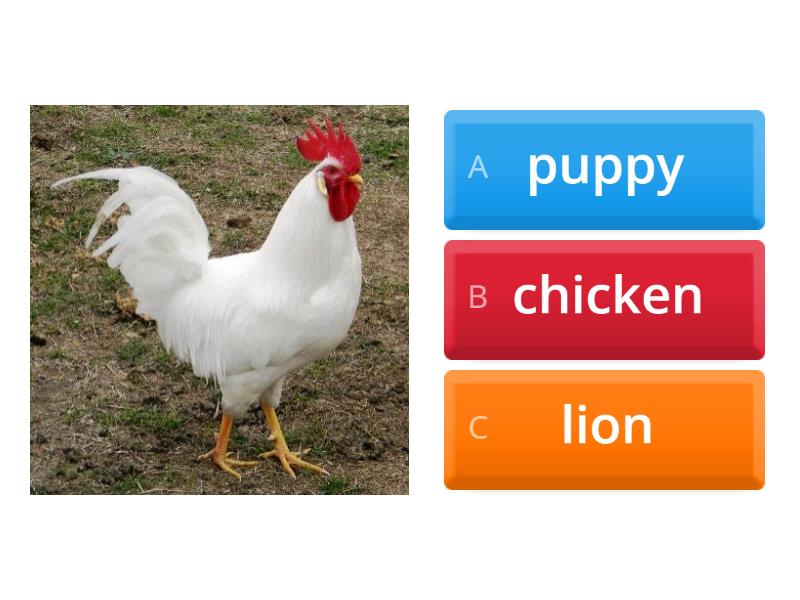 click 3 - Animals - Quiz