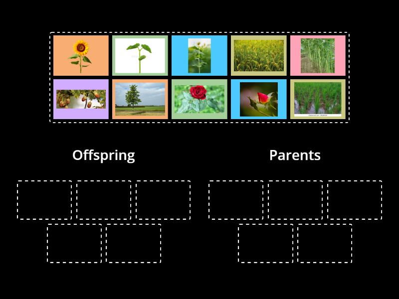 Sorting Parents and Offspring - Science 2D2 - Ordenar por grupo