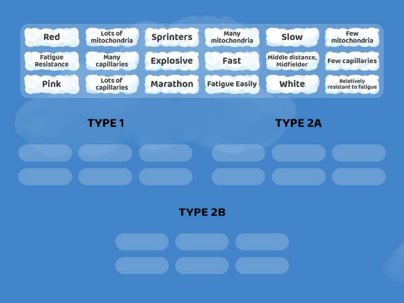 MUSCLE FIBRE TYPES - Group sort